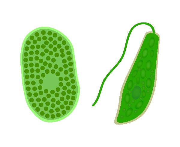 ユーグレナ | サプリメント(健康食品)・化粧品のOEM受託製造ならSUNAO製薬