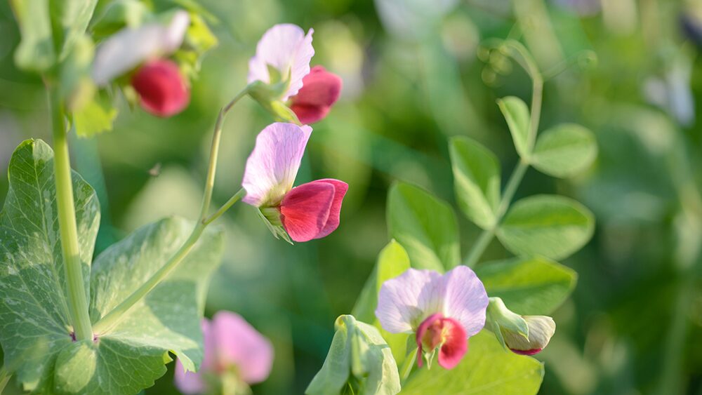 トリゴネリン | サプリメント(健康食品)・化粧品のOEM受託製造ならSUNAO製薬