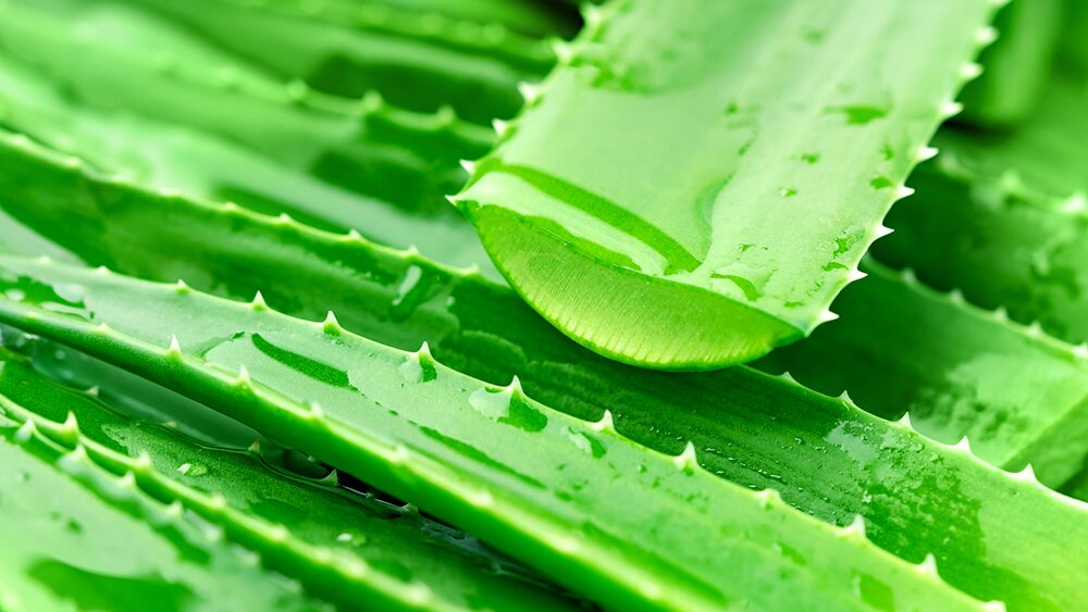 アロエベラエキス | サプリメント(健康食品)・化粧品のOEM受託製造ならSUNAO製薬