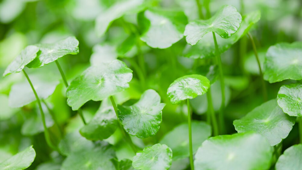 ツボクサエキス | サプリメント(健康食品)・化粧品のOEM受託製造ならSUNAO製薬